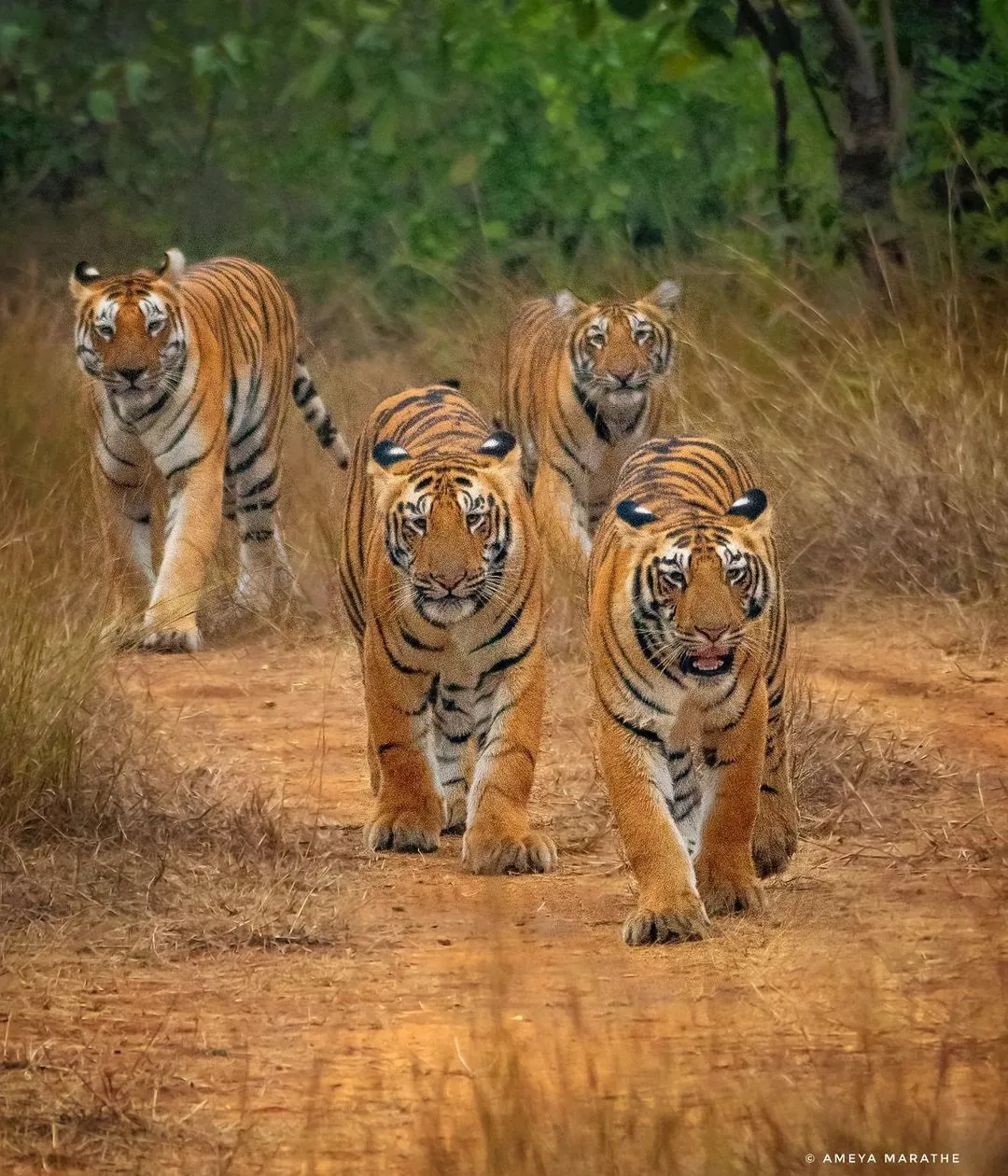 MP Tourify - Discover Every Gram of Madhya Pradesh